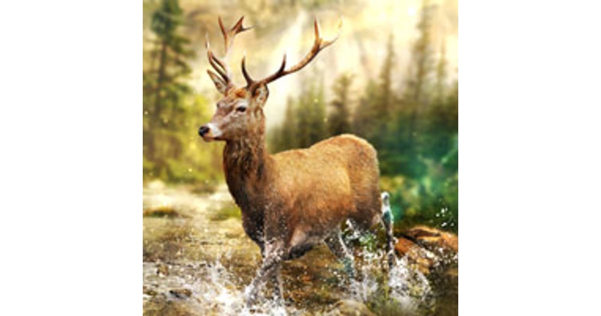 Download Hunting Clash and play Hunting Clash Online - TopGames.Com